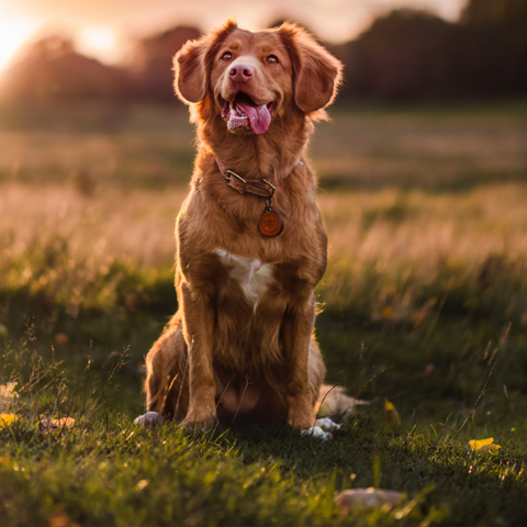 Best Veterinary Hospital In Maryville, TN | Fairview Animal Hospital