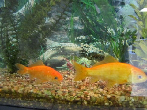 Photo Gallery | Fairview Animal Hospital