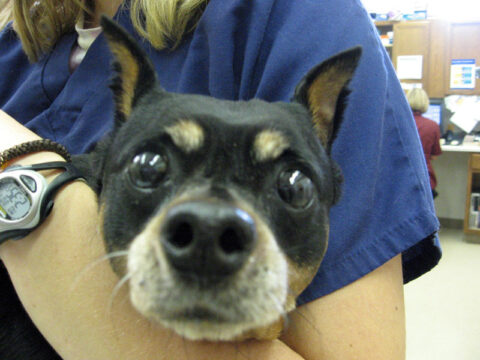 Photo Gallery | Fairview Animal Hospital